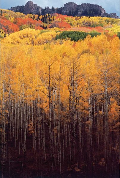 Steve Chinn photographs in Avon | VailDaily.com